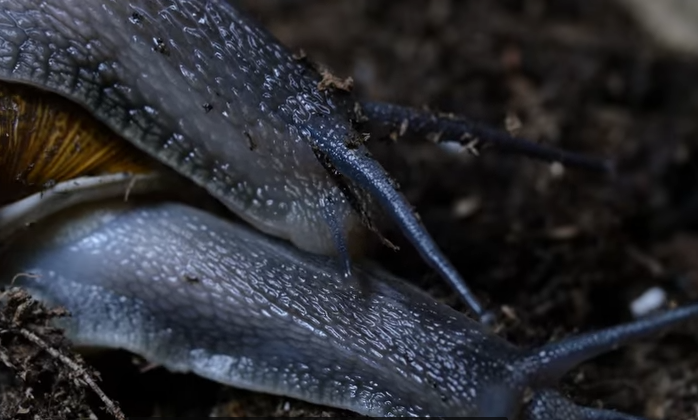 Snail Sex Up Close And Personal Video Realclearscience