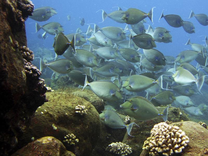 Military Tries Out Fish as Underwater Spies | RealClearScience