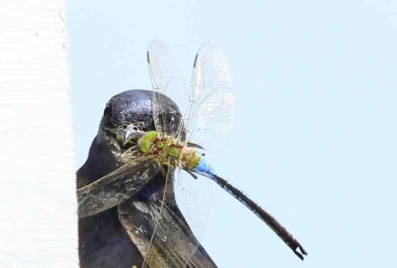 The Weird World of Cyborg Animals Is Here | RealClearScience