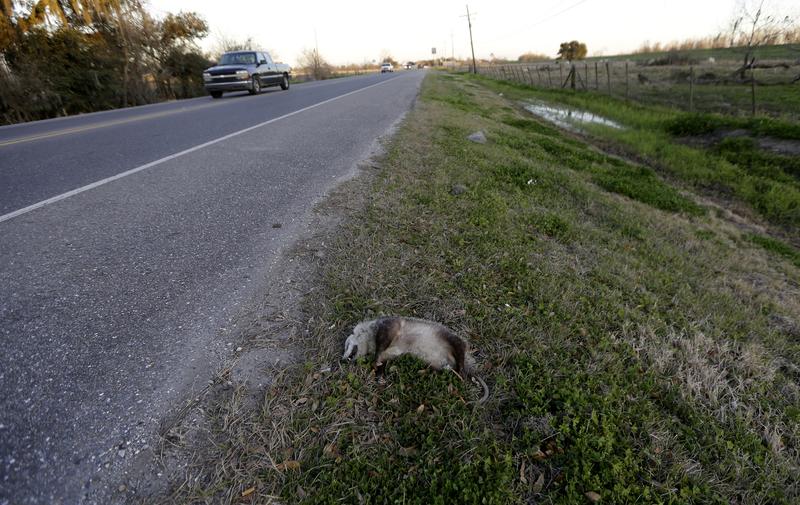 What Scientists Can Learn From Roadkill | Video | RealClearScience