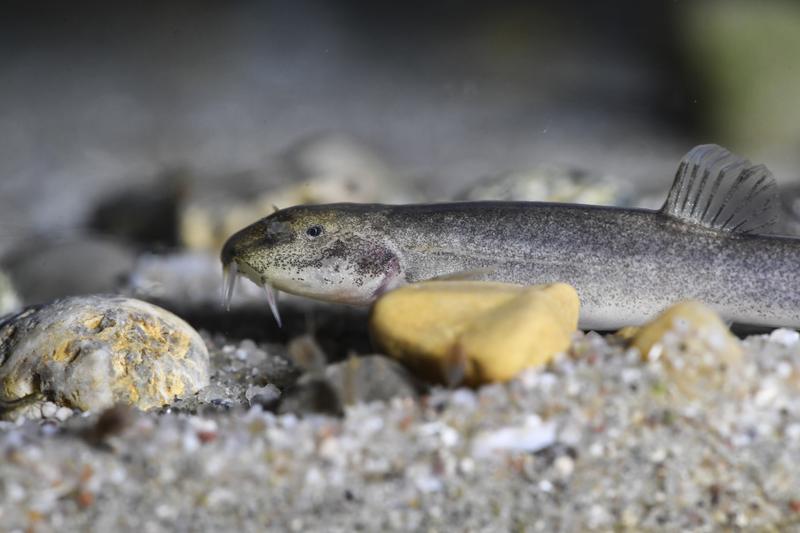 Database of Fish Poop Reveals Ocean Health | RealClearScience