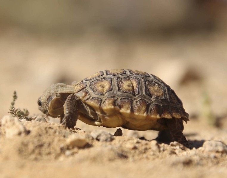 Marines Relocate Desert Tortoise to Make Way for Training ...