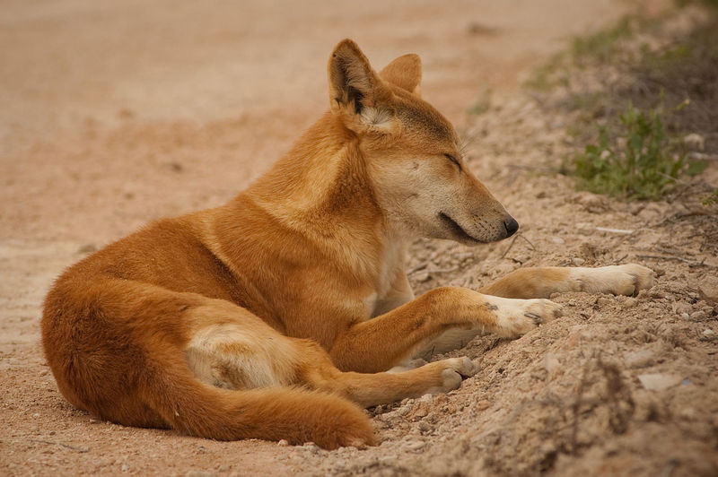 Dingo Wins World's Most-Interesting Genome Award | RealClearScience
