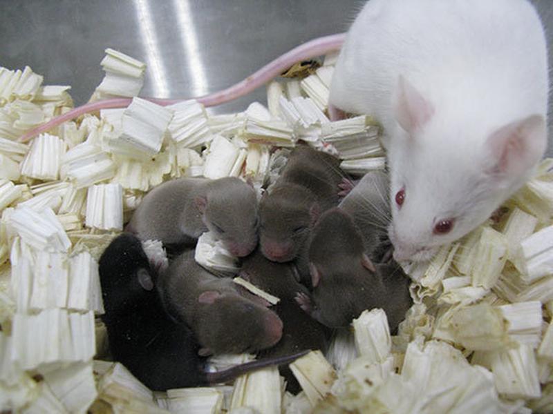 Mice Birthed From Unfertilized Eggs for the First Time | RealClearScience