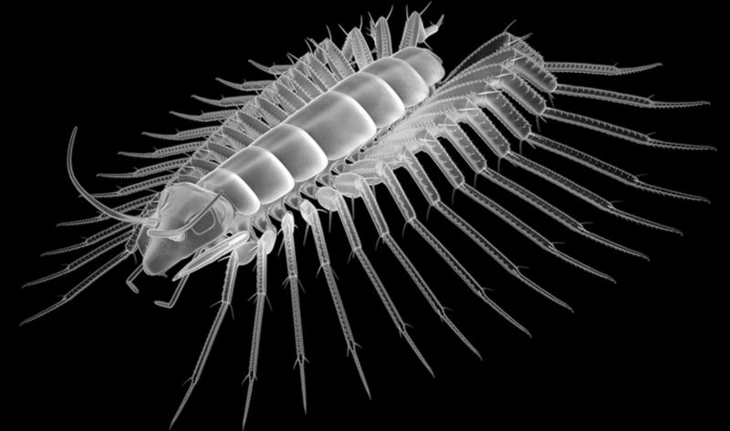 The Oldest-Known Insect Might Lose Its Title | RealClearScience