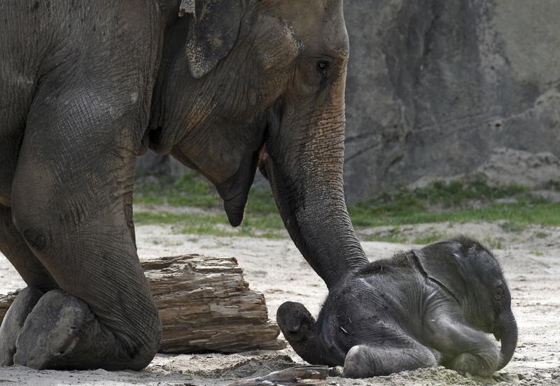 The Importance of Protecting the Pachyderm Population | RealClearScience