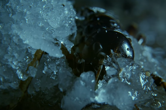 Amazing Insect Returns to Life After Being Frozen | Video ...