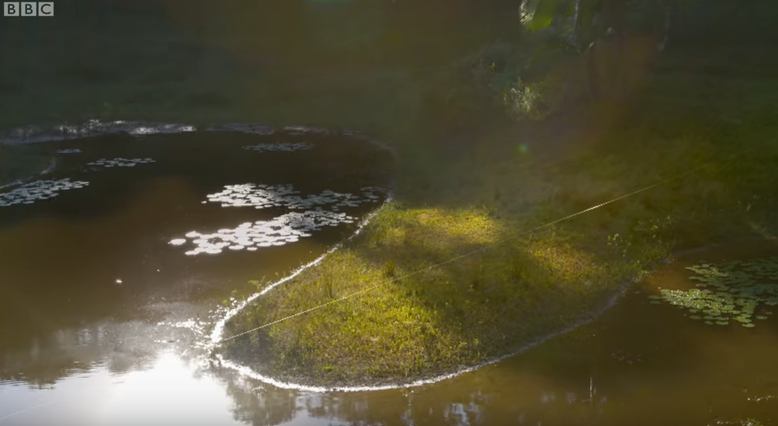 Tiny Spider Shoots 25 Meter Web Across Water | Video | RealClearScience