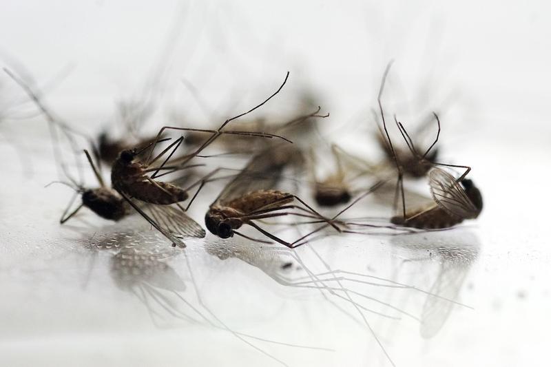 Go Behind the Scenes at a Mosquito Laboratory | Video | RealClearScience