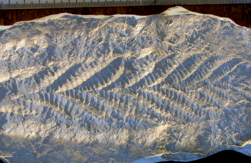 What Led to the Rise of Giant Rangeomorphs? | RealClearScience