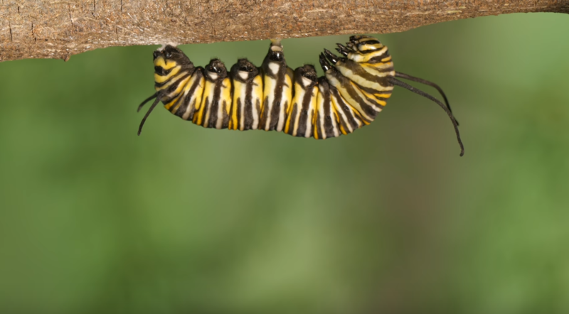 Watch the Entire Life of a Caterpillar! | Video | RealClearScience