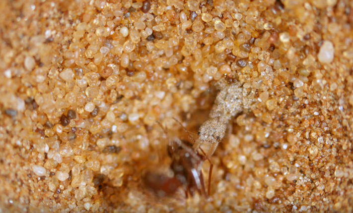 Watch: Antlions Kill Ants in "Cone Death Trap" | Video | RealClearScience