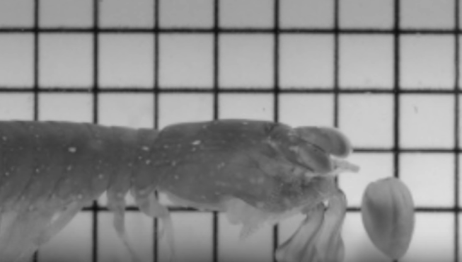 Watch a Mantis Shrimp's Powerful Punch at 40,000 FPS! | Video ...