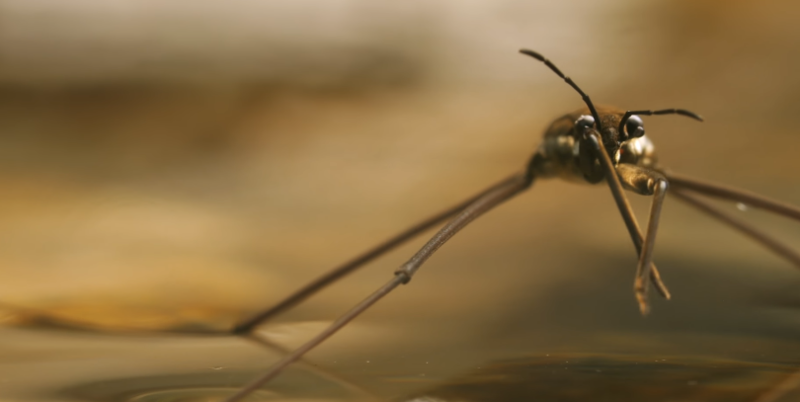 The Sinister World of Water Striders | Video | RealClearScience