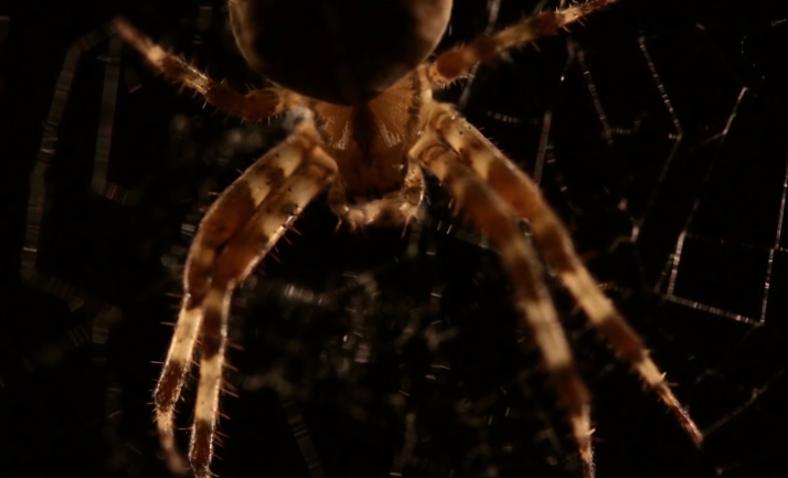 The Ungentle Joy Of Spider Sex Realclearscience