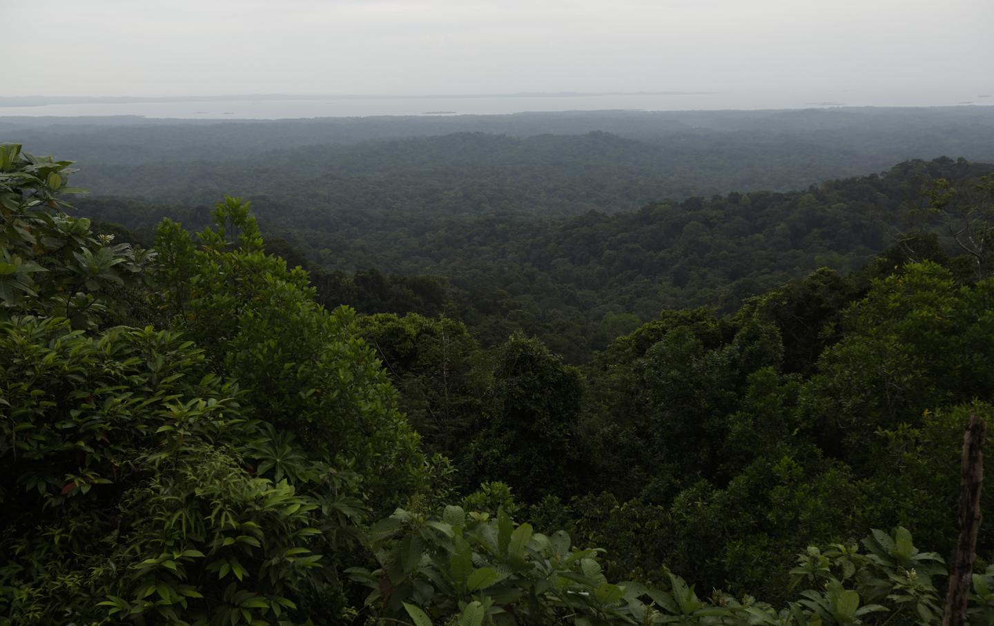Amazonian Trees Create Their Own Rain | RealClearScience
