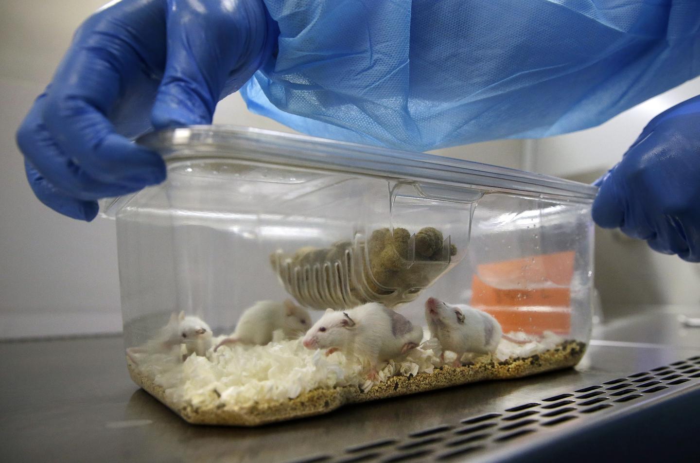 Scientists Routinely Cure Brain Disorders in Mice, But Not Us ...