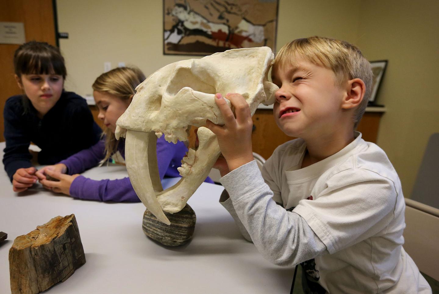 Newly Identified Saber-Toothed Cat One of Largest in History ...