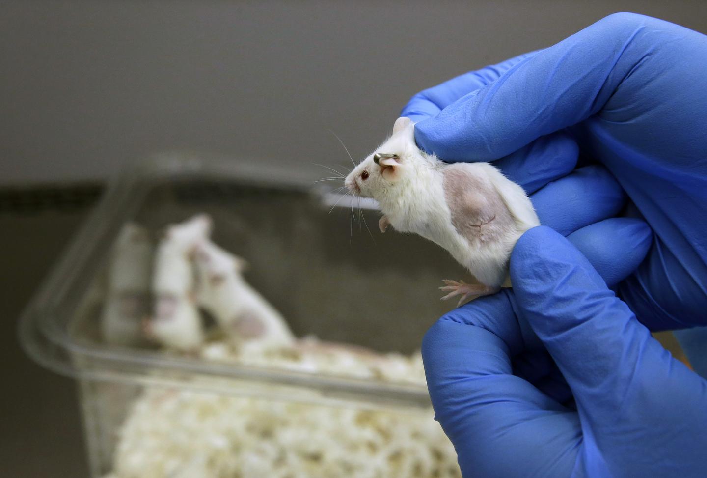 The U.K. May Be Turning Its Back on Mouse Testing | RealClearScience