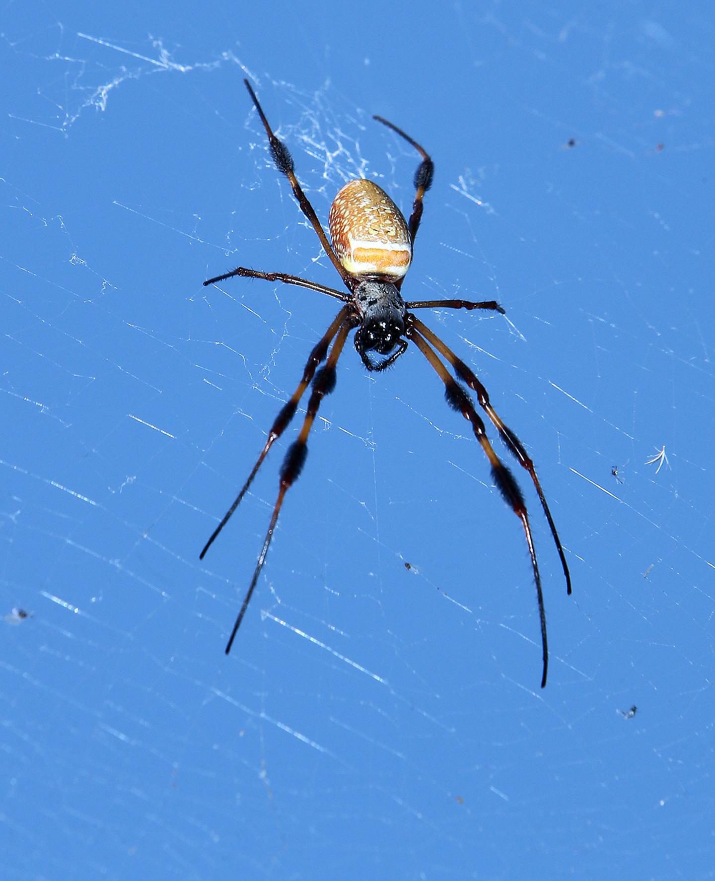 Scientist Shows Off 100-Million-Year-Old Spider | Video | RealClearScience