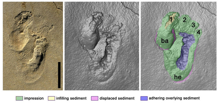Controversial Footprint Suggests Early Humans Roamed Crete 6 Million ...