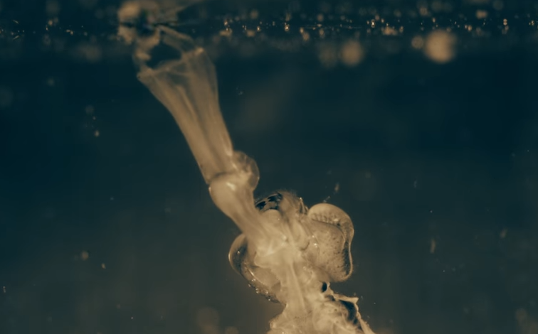 Watch the Mouth That Inspired 'Alien' | Video | RealClearScience