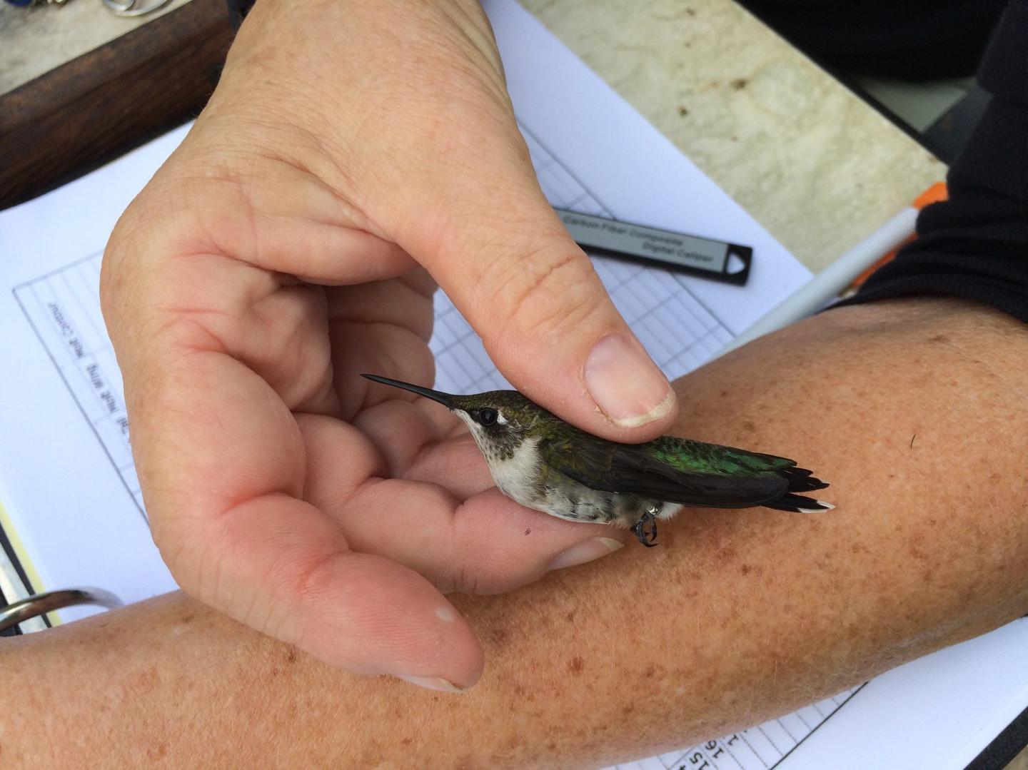 The Emergent Physics of Animal Locomotion | RealClearScience