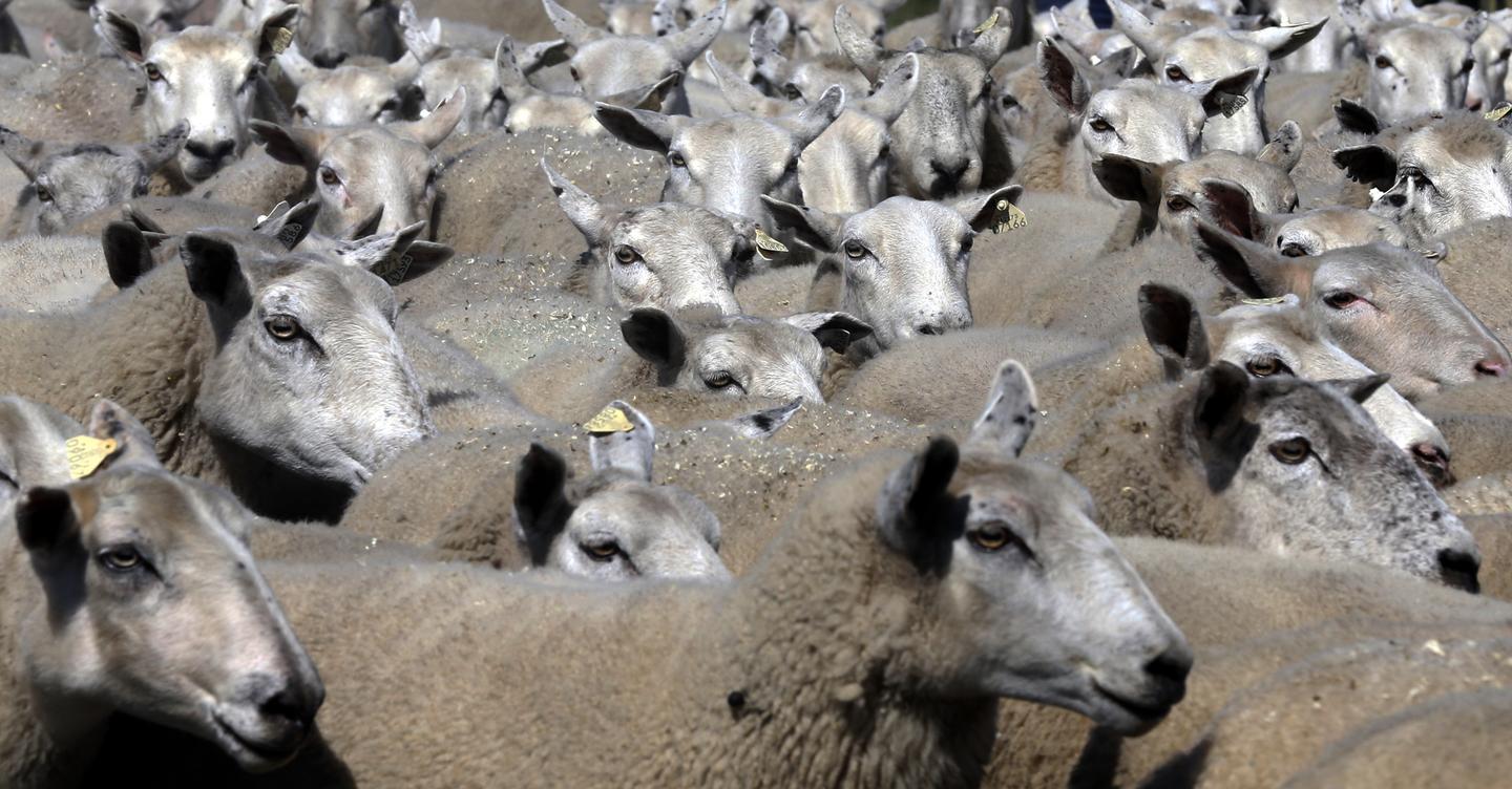 The Strange Case of the Cyclops Sheep | Video | RealClearScience