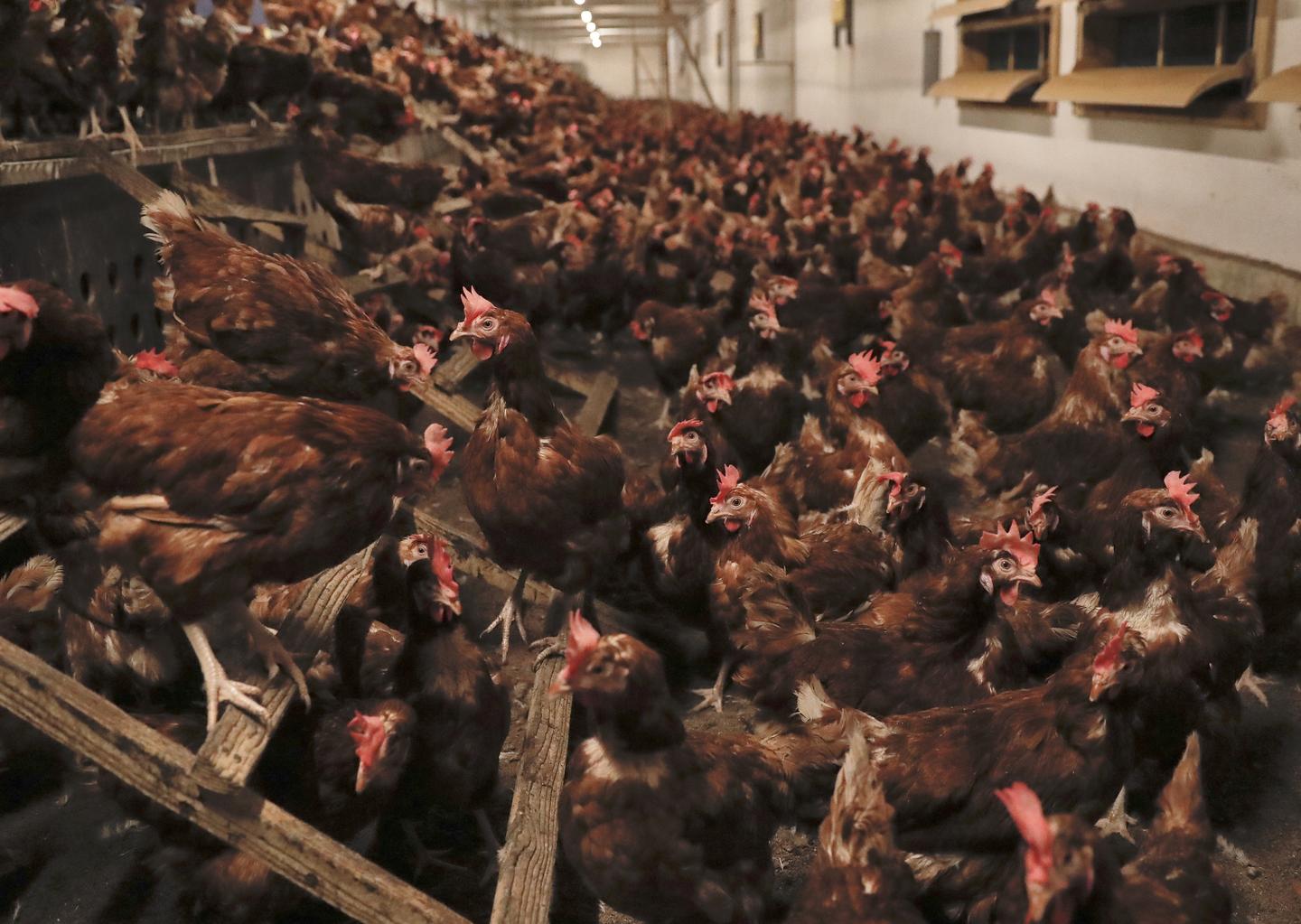 The Chicken Experiment That Changed the World | RealClearScience