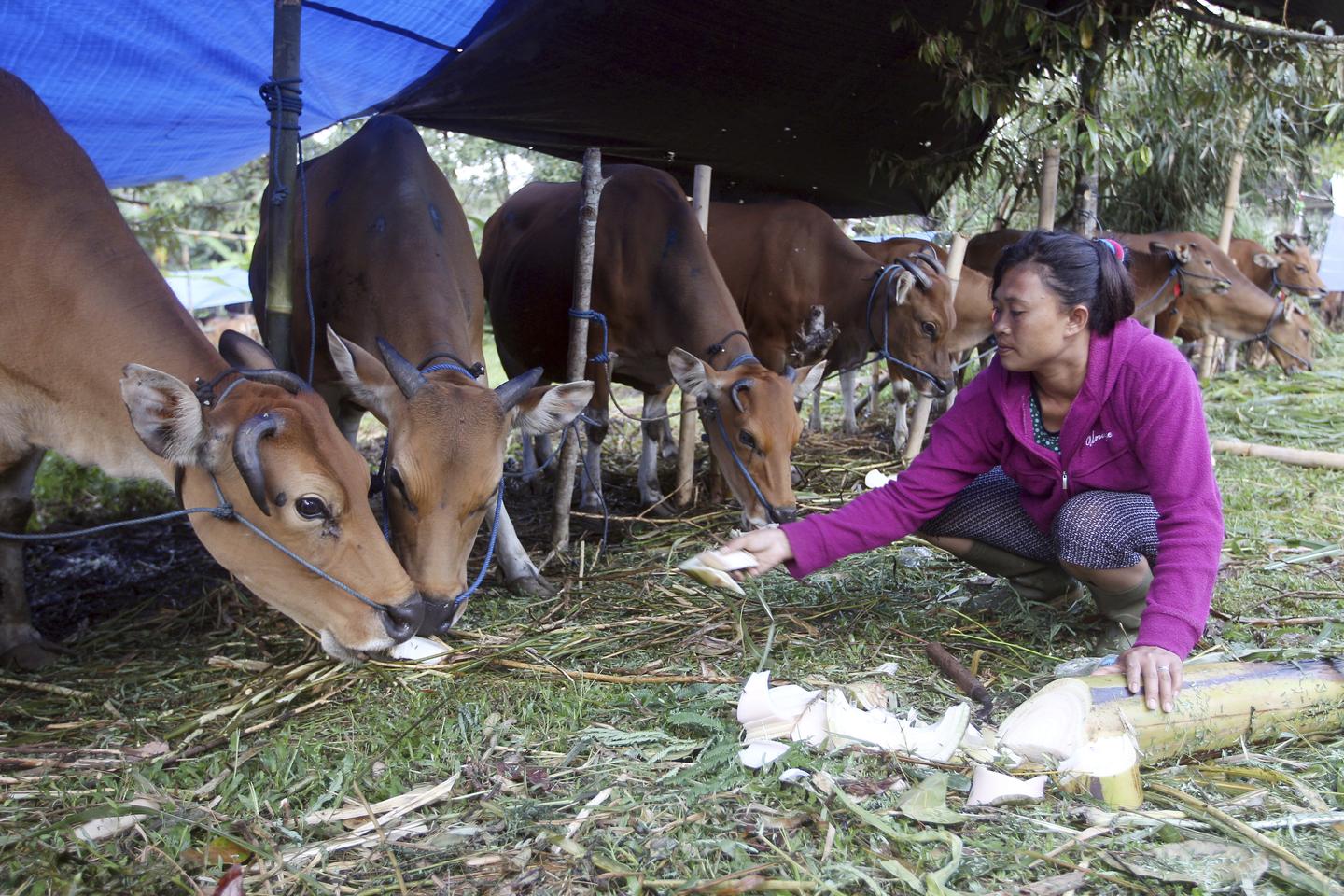 How a Quarter of Cow DNA Came From Reptiles | RealClearScience