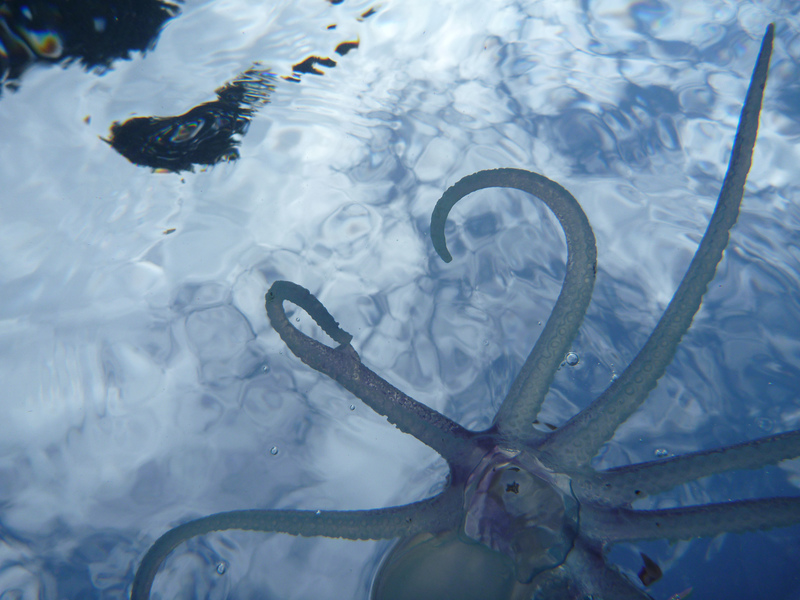 Army, Air Force Research Octopus Skin for Future Camouflage ...