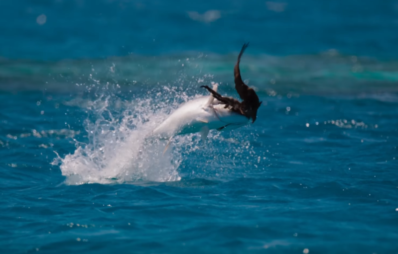 Watch: Fish Leap Out of the Water to Eat Birds | Video | RealClearScience