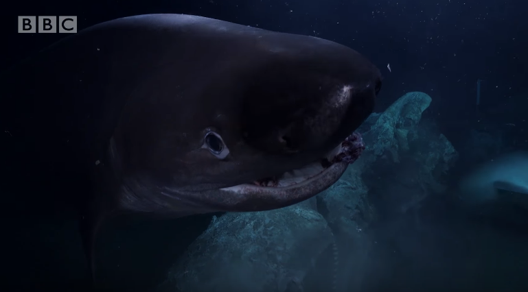 Blue Planet II: Sharks Attack Submarine | Video | RealClearScience