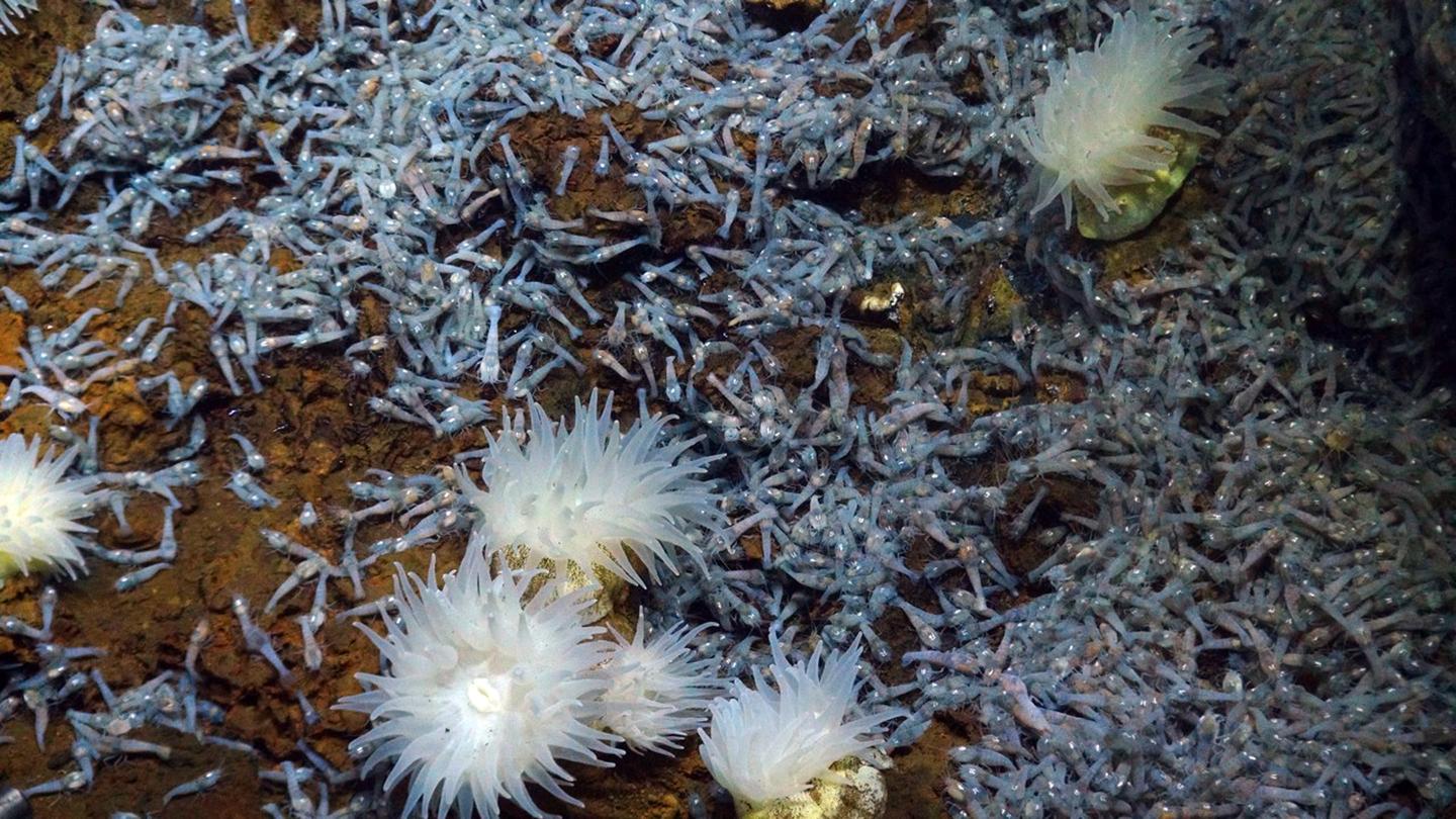 Chlamydiae's Surprising Link to Life as We Know It | RealClearScience