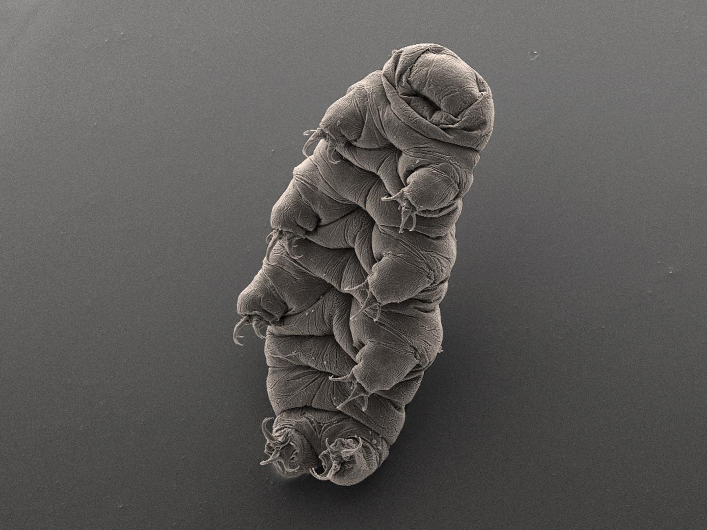 Tardigrades May Have Survived Crash Landing on Moon | RealClearScience