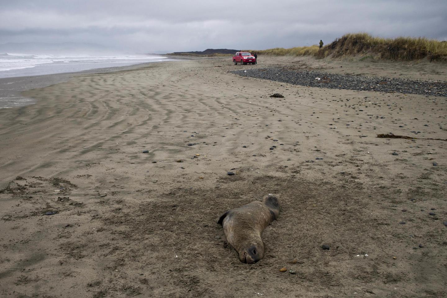 Where Are All the Dead Animals? | Video | RealClearScience