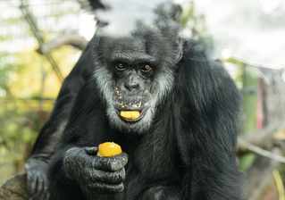 The Case for Making Chimp-Human Hybrids | RealClearScience