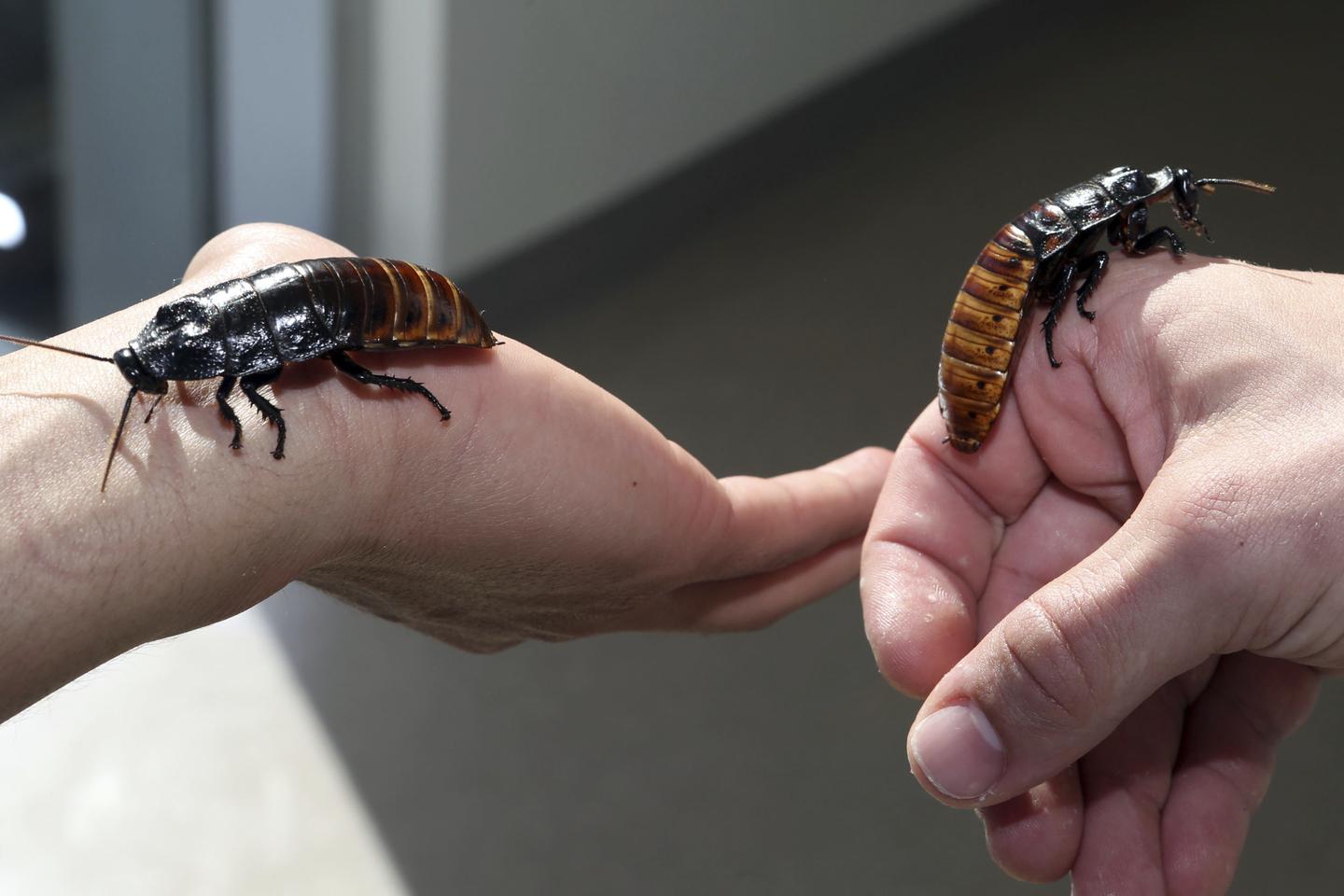 How to Milk a Cockroach | Video | RealClearScience