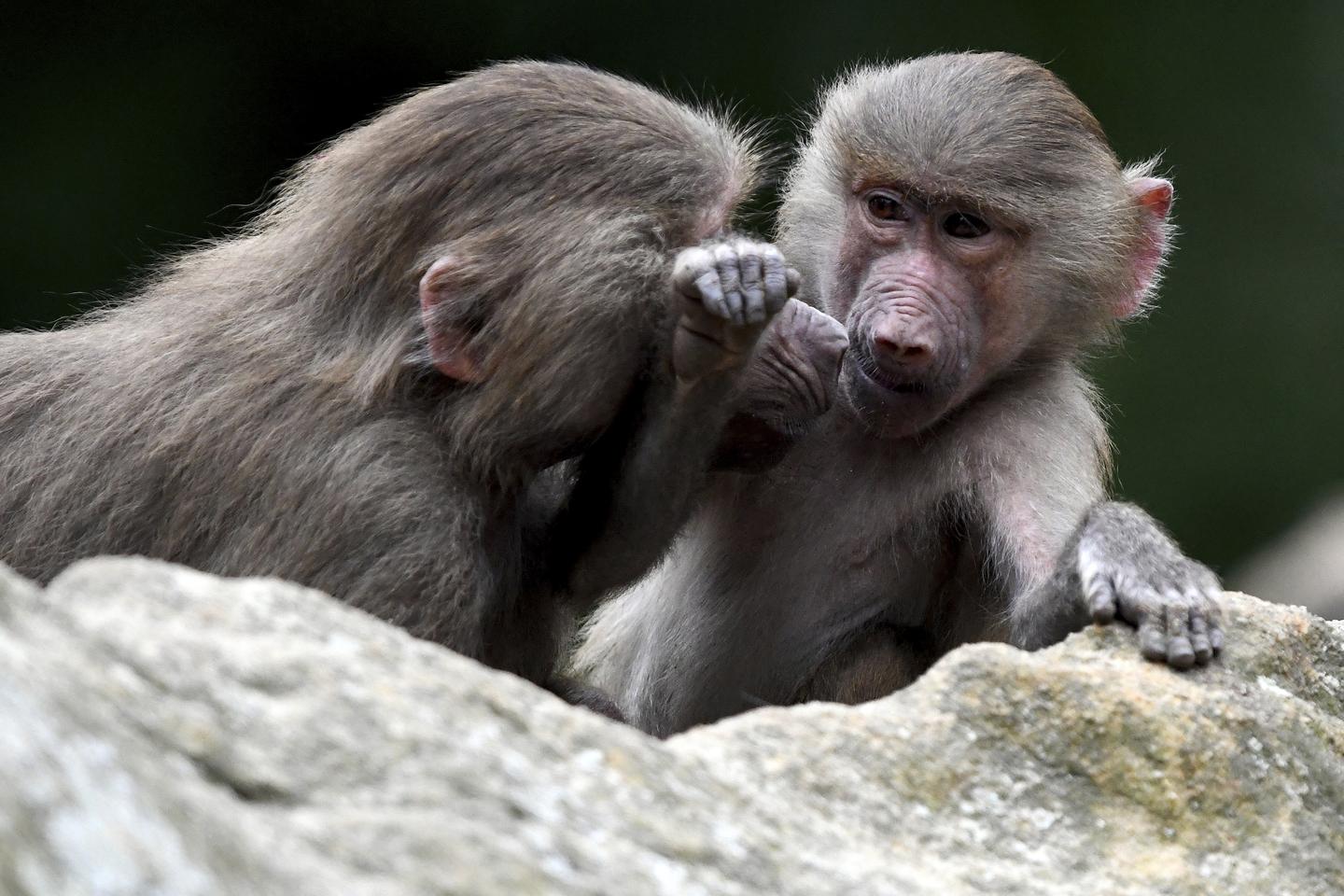 Scientists 'Inject' Information Into Monkeys' Brains | RealClearScience