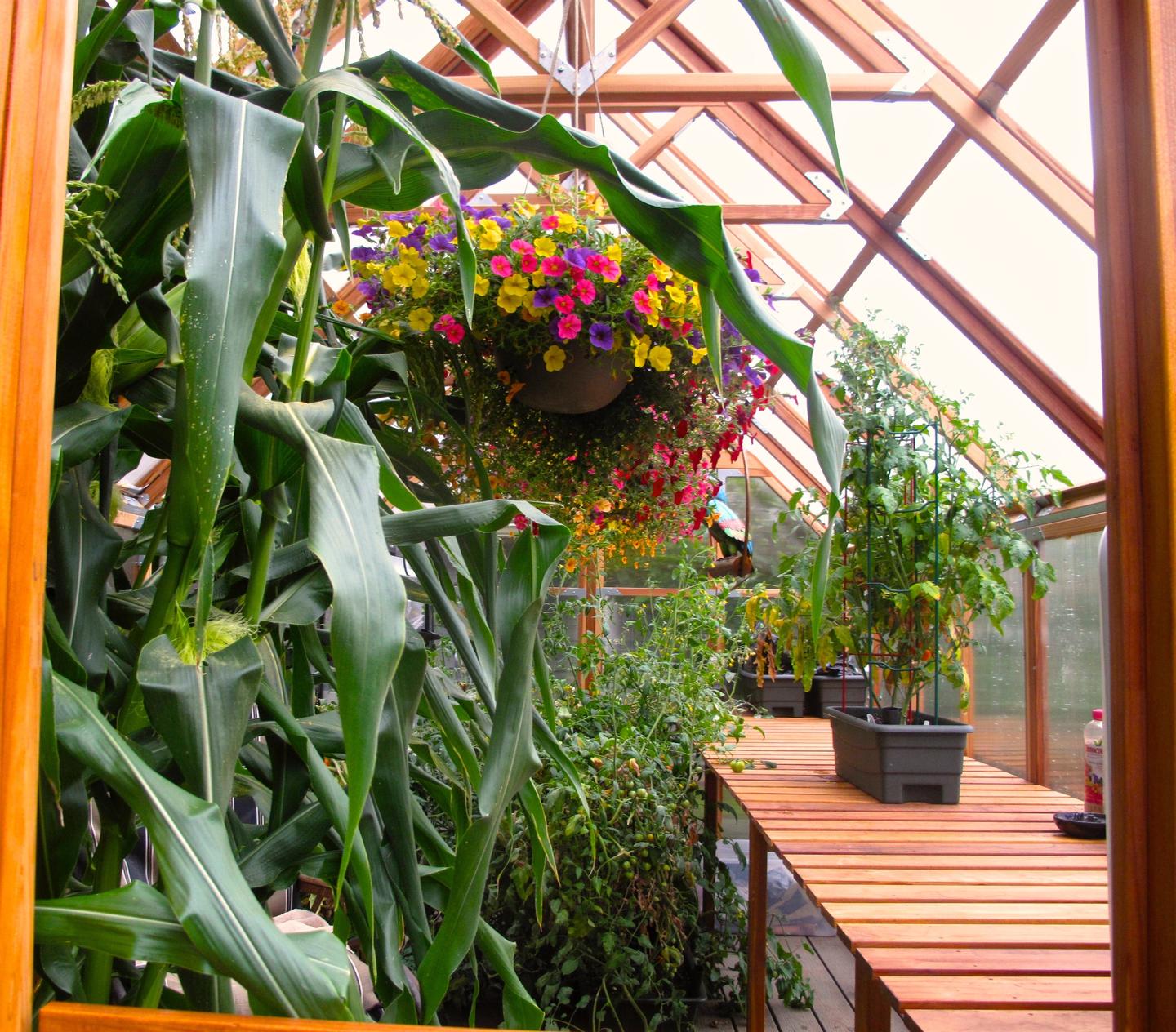Plants Have Cognitive Capacities, Too | RealClearScience