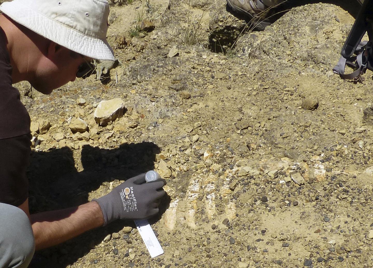 The Cambrian Explosion Was a Hot Event | RealClearScience