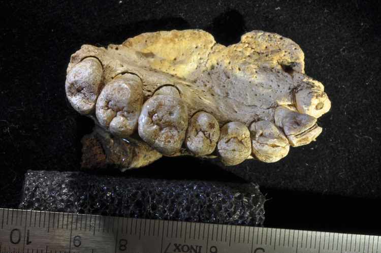 Ancient Humans Had the Same Dental Problems as Us | RealClearScience