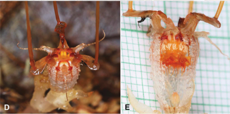 Alien-Looking Parasitic Plant Rediscovered After 151 Years ...