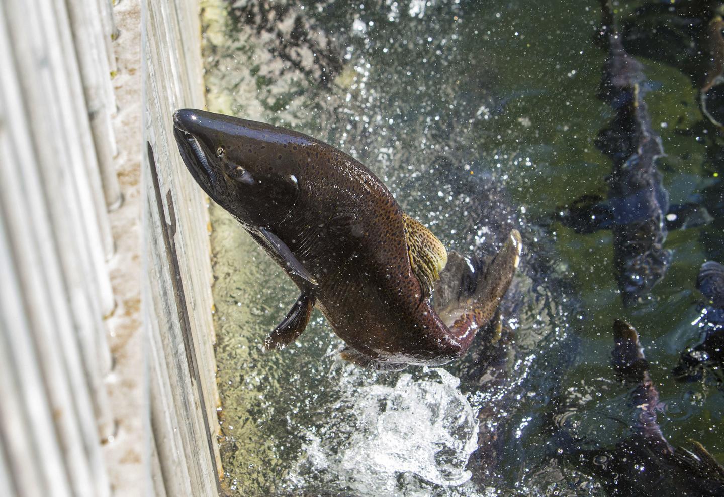 When Fish First Breathed Air | Video | RealClearScience