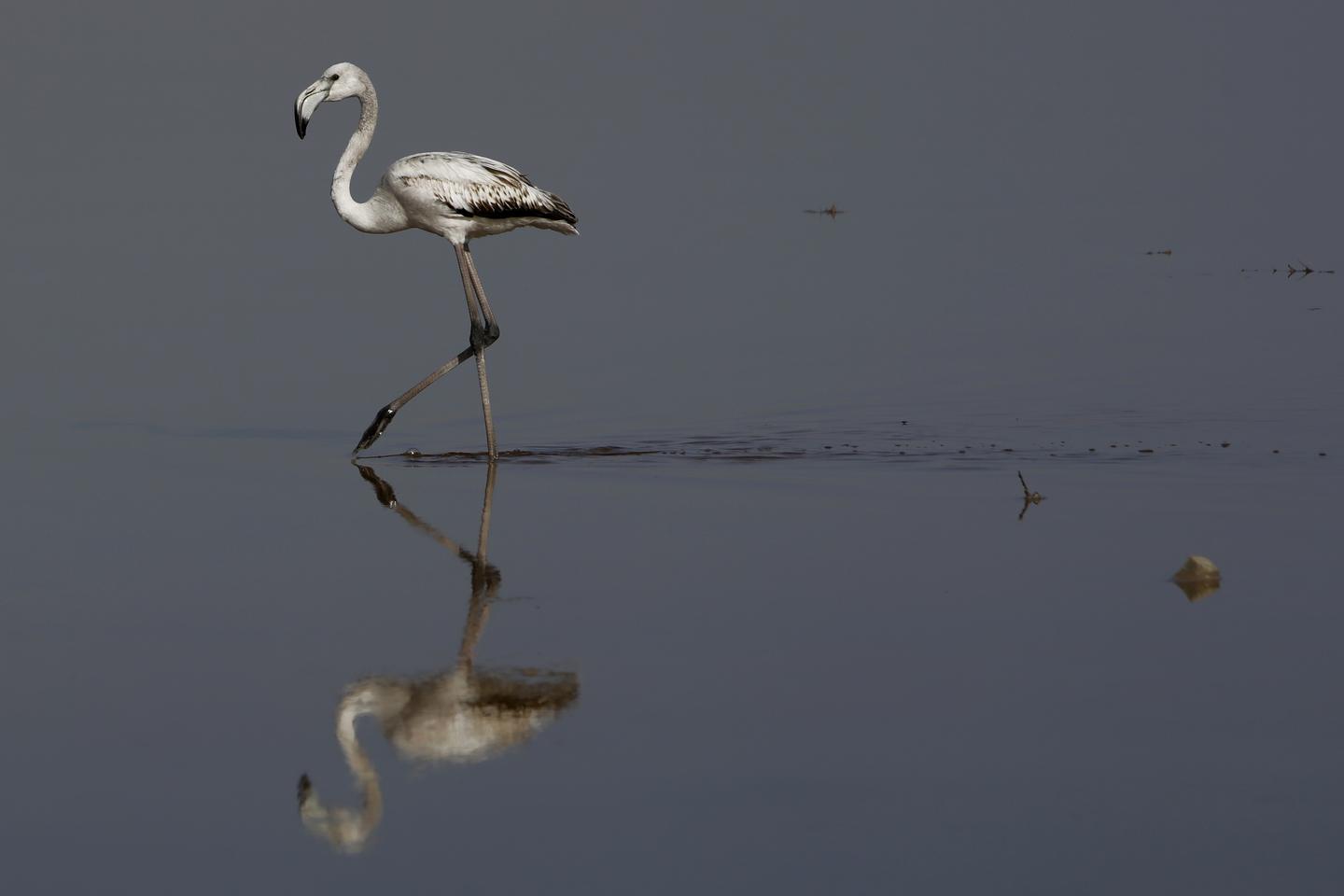 The Enigma of the Six-Foot-Tall Island Bird | RealClearScience