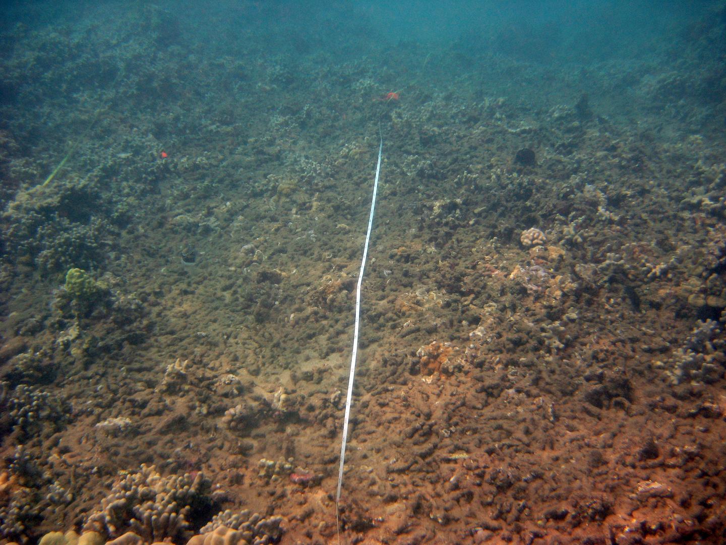 Life May Have Begun in Ocean Sediments | RealClearScience