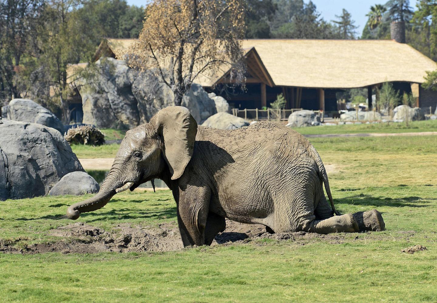 How to Make a Raging Elephant Bull 'Shoot Blanks' | RealClearScience