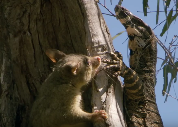 Watch: Possum Fights Monitor Lizard to Protect Babies | Video ...