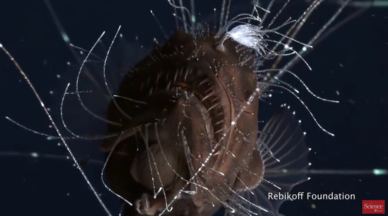 First Footage of Mating Deep-Sea Anglerfish | Video | RealClearScience