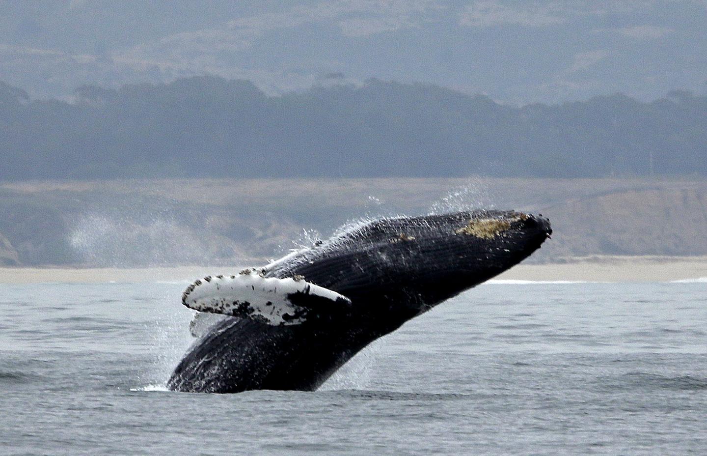 Biologists Stumped by Bumps on Humpback Whales | RealClearScience
